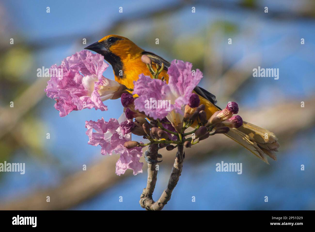 Altamira turpial hi-res stock photography and images - Alamy