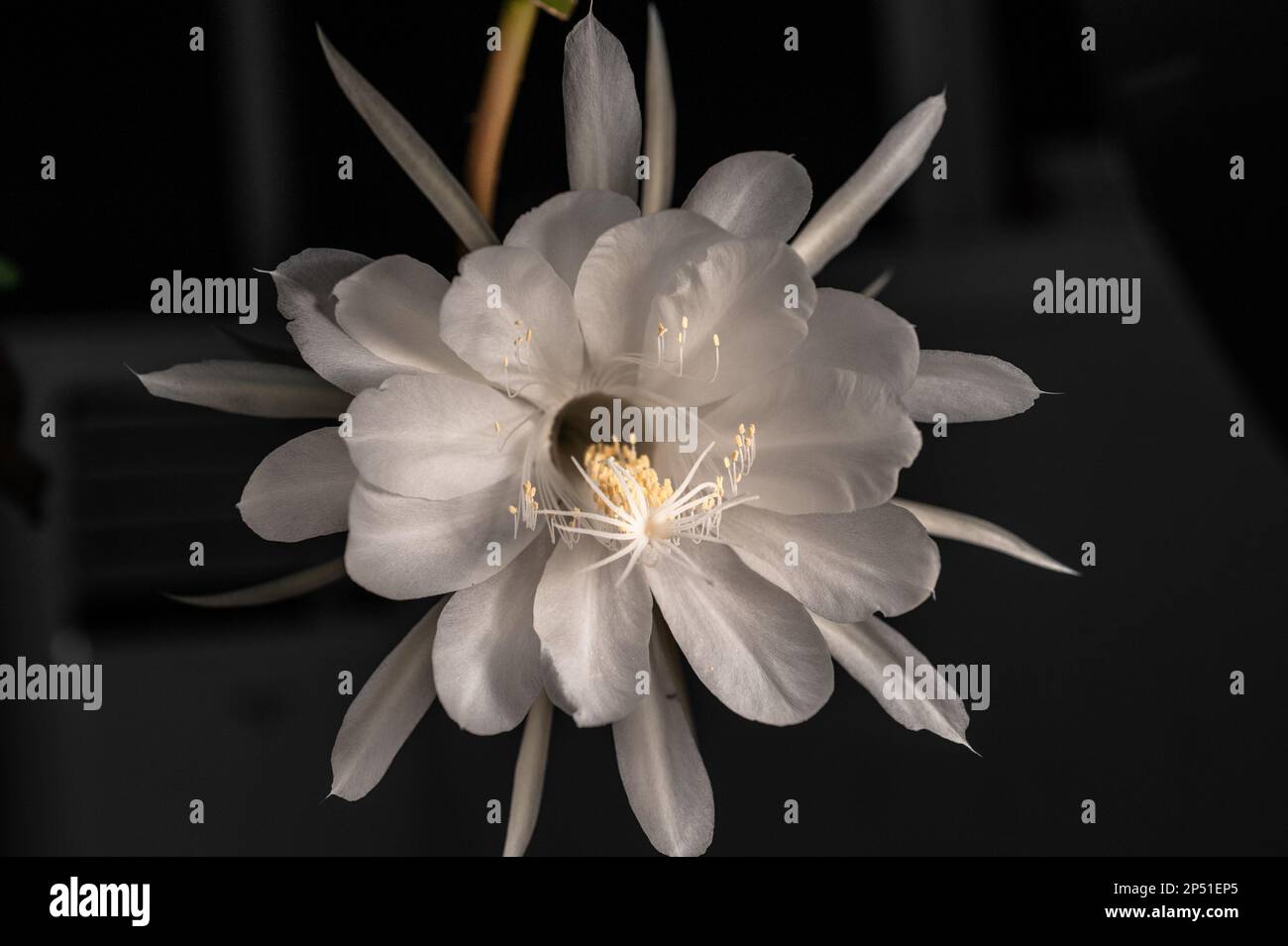 Nights lady flower hi-res stock photography and images - Alamy