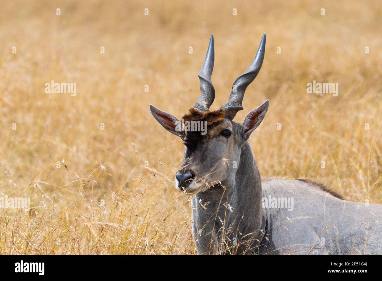 Eland portrait in golden Grass in Samburu Kenya Stock Photo - Alamy