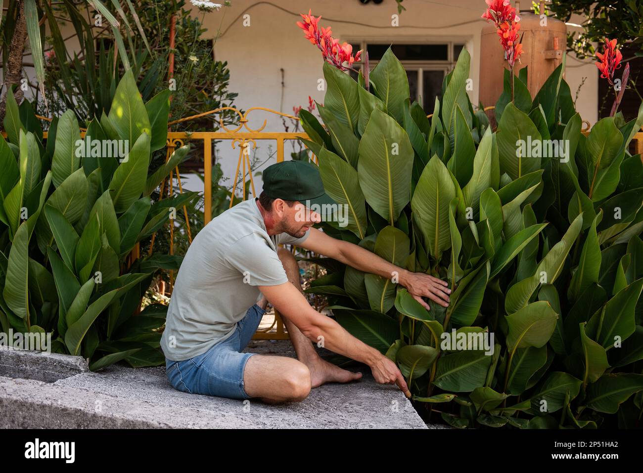 Middle aged man works near the house fence. Gardener in front blooming ...