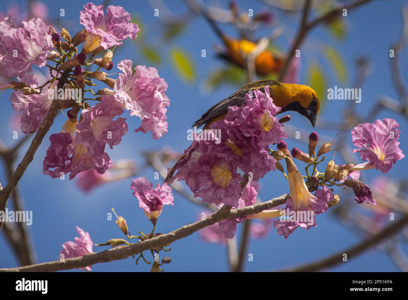 Yucatan, Mexico. 7th Feb, 2019. The Altamira turpial, also known as the ...