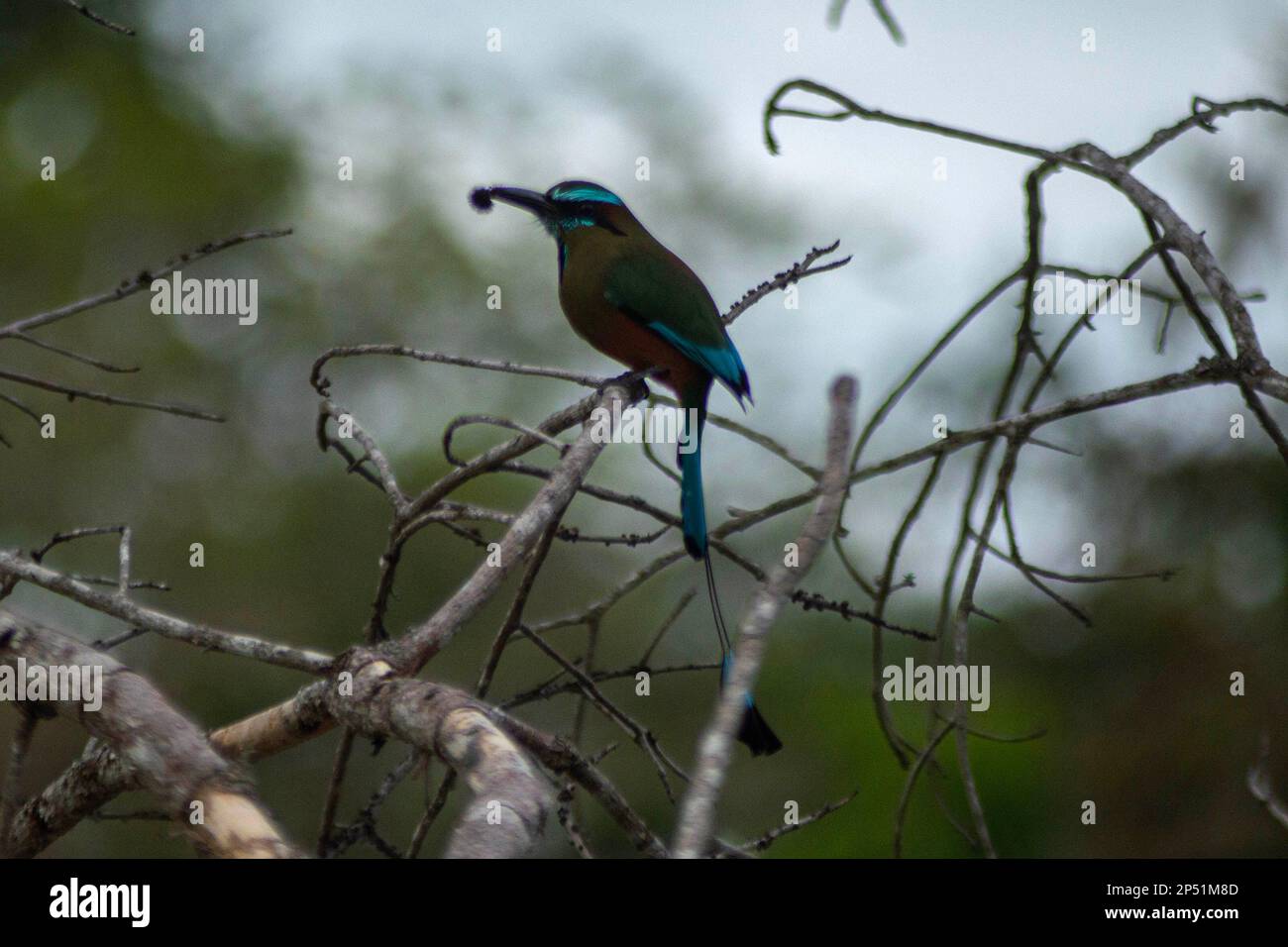 Yucatan, Mexico. 6th Jan, 2018. The Altamira turpial, also known as the ...