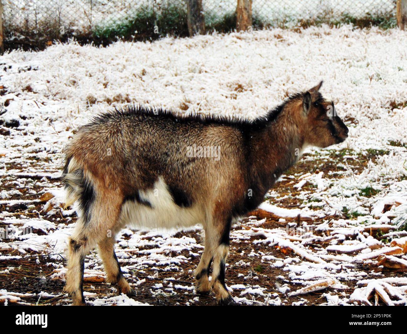 goat at farm in the winter Stock Photo - Alamy