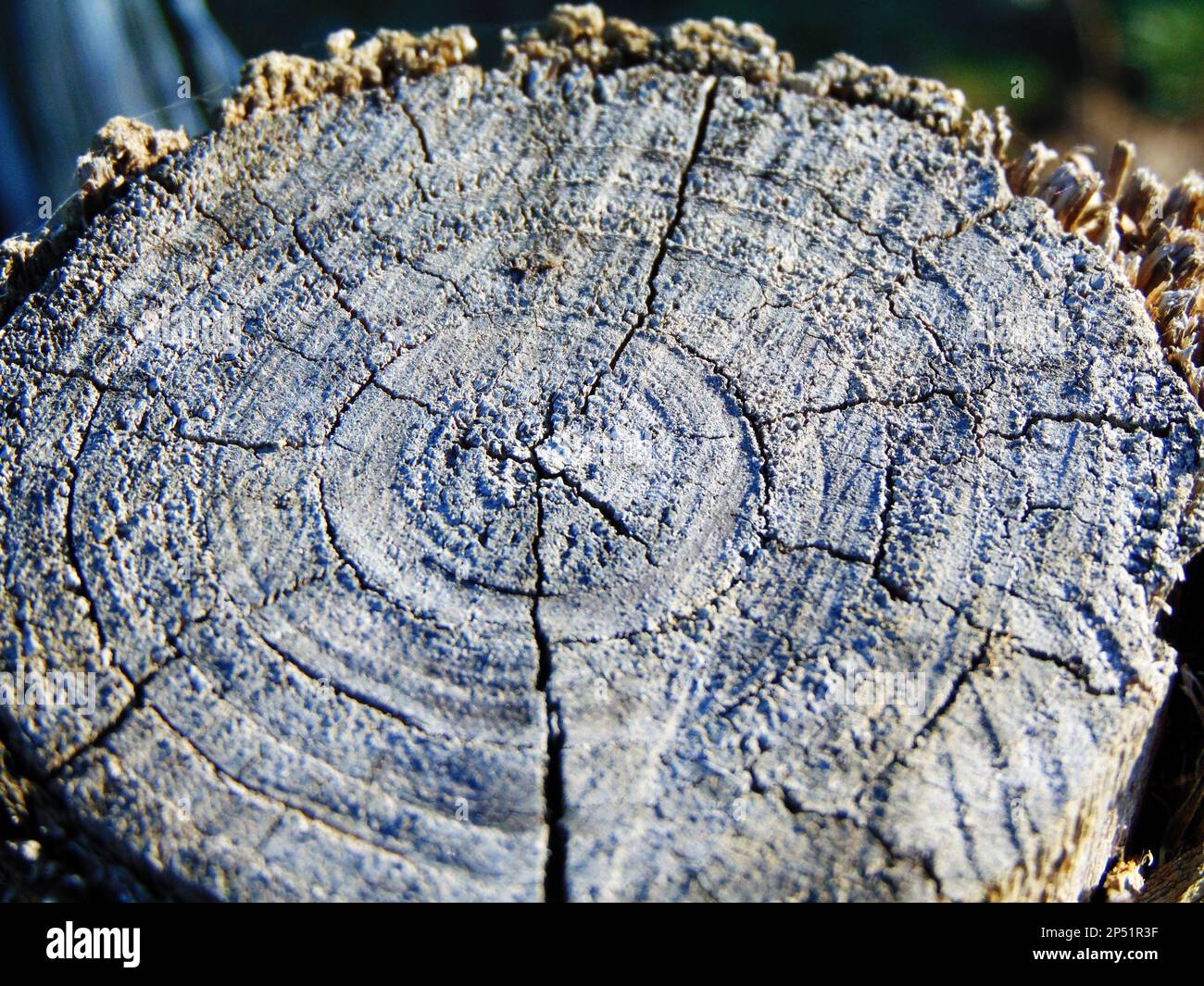 tree trunk in Maramures county Stock Photo - Alamy