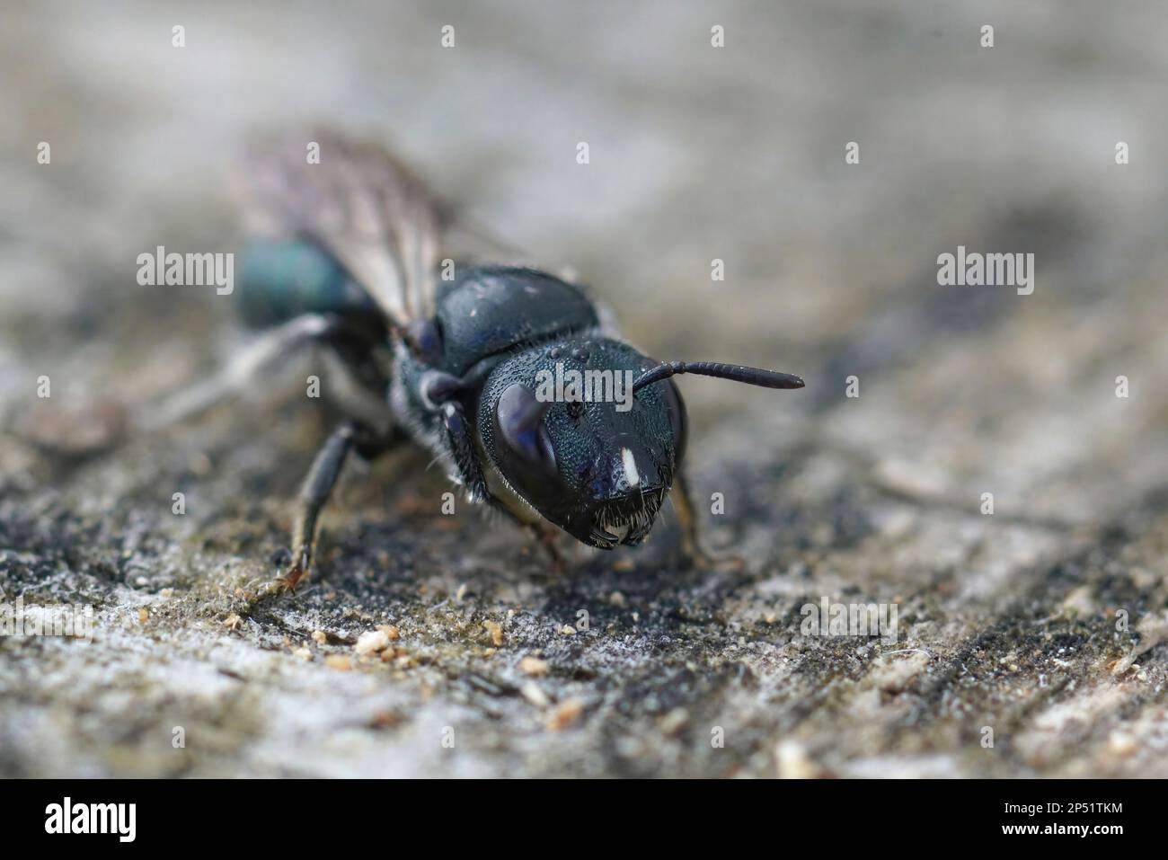 Bee nose hi-res stock photography and images - Alamy