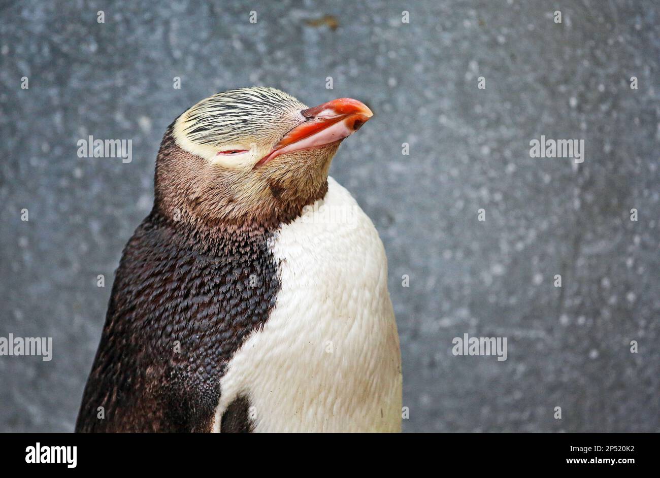 Sleeping penguin - New Zealand Stock Photo - Alamy
