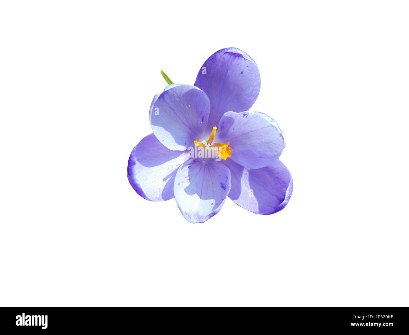 crocus flower in spring - Maramures Stock Photo - Alamy