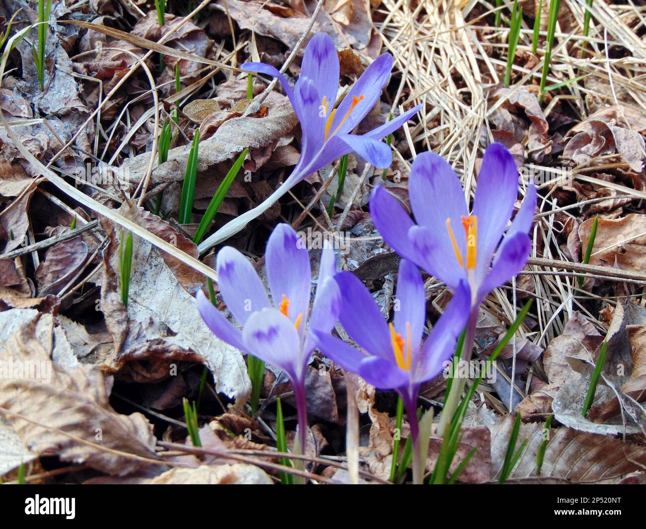crocus flower in spring - Maramures Stock Photo - Alamy