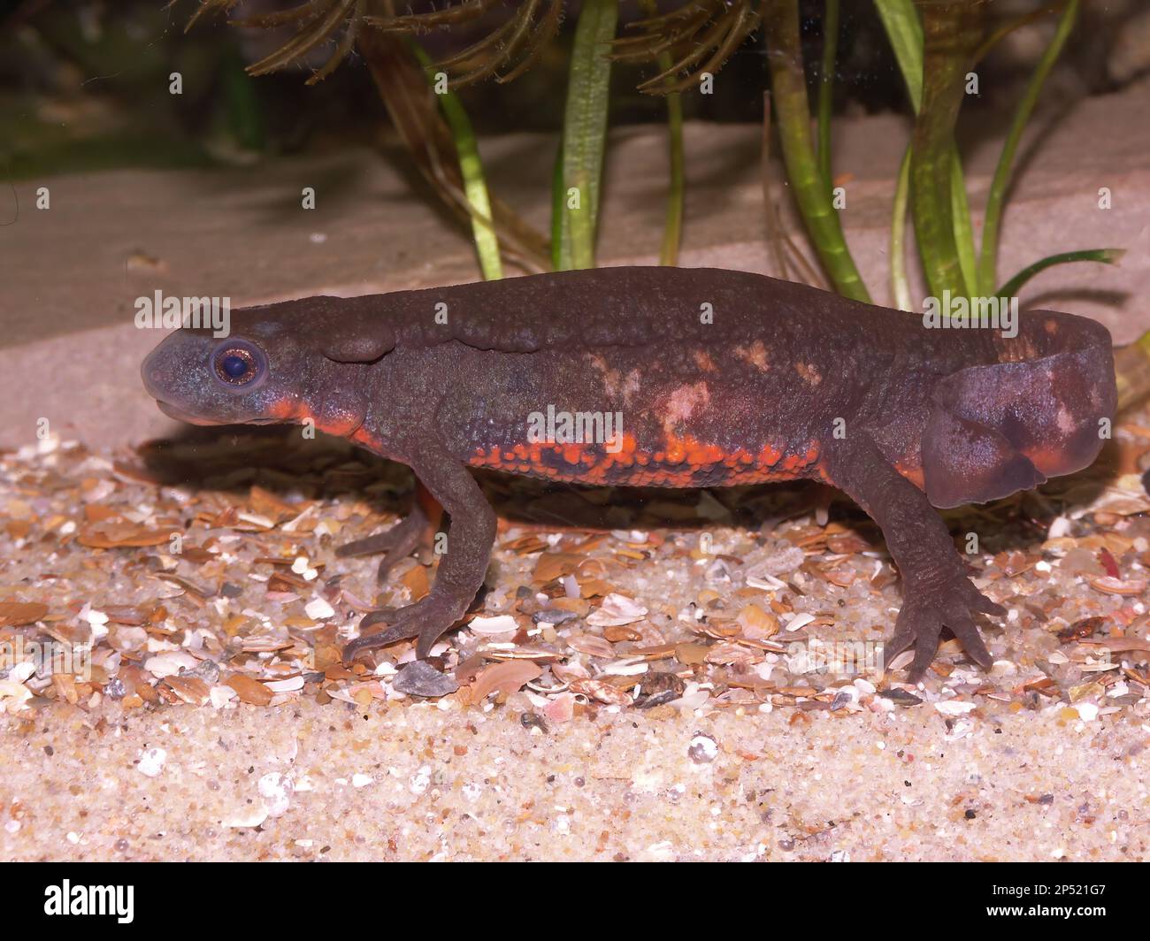 Detailed closeup on an aquatic colorful male Japanese fire-bellied newt ...