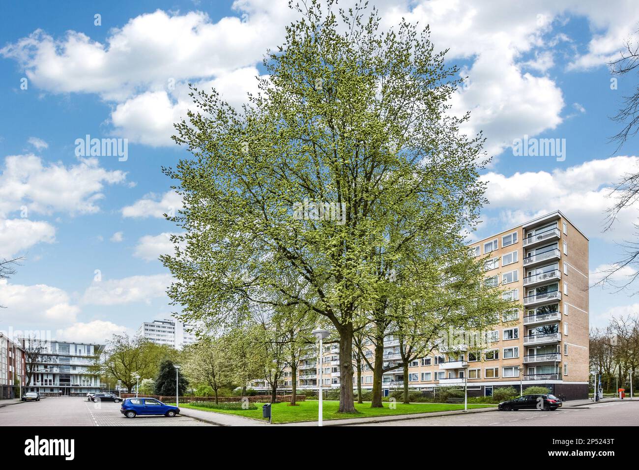 a large tree in the middle of a city with cars parked on the side of ...