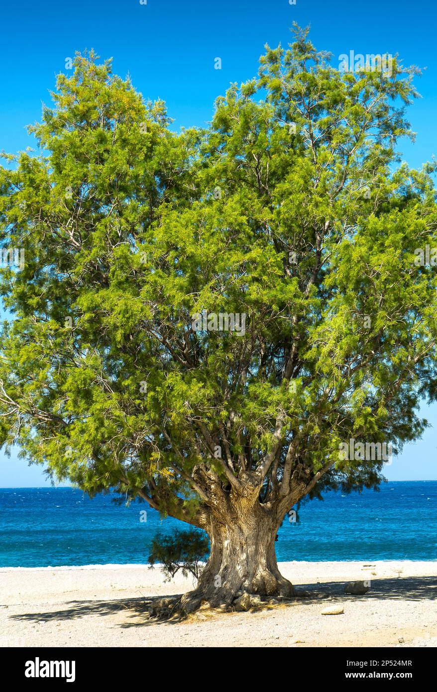 Tamarisk tree beach greece hi-res stock photography and images - Alamy