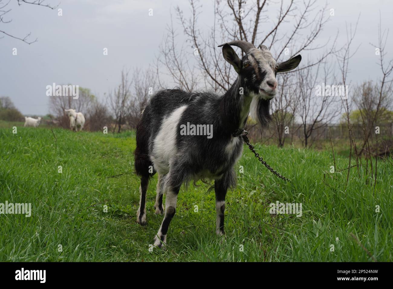 Happy goat hi-res stock photography and images - Alamy