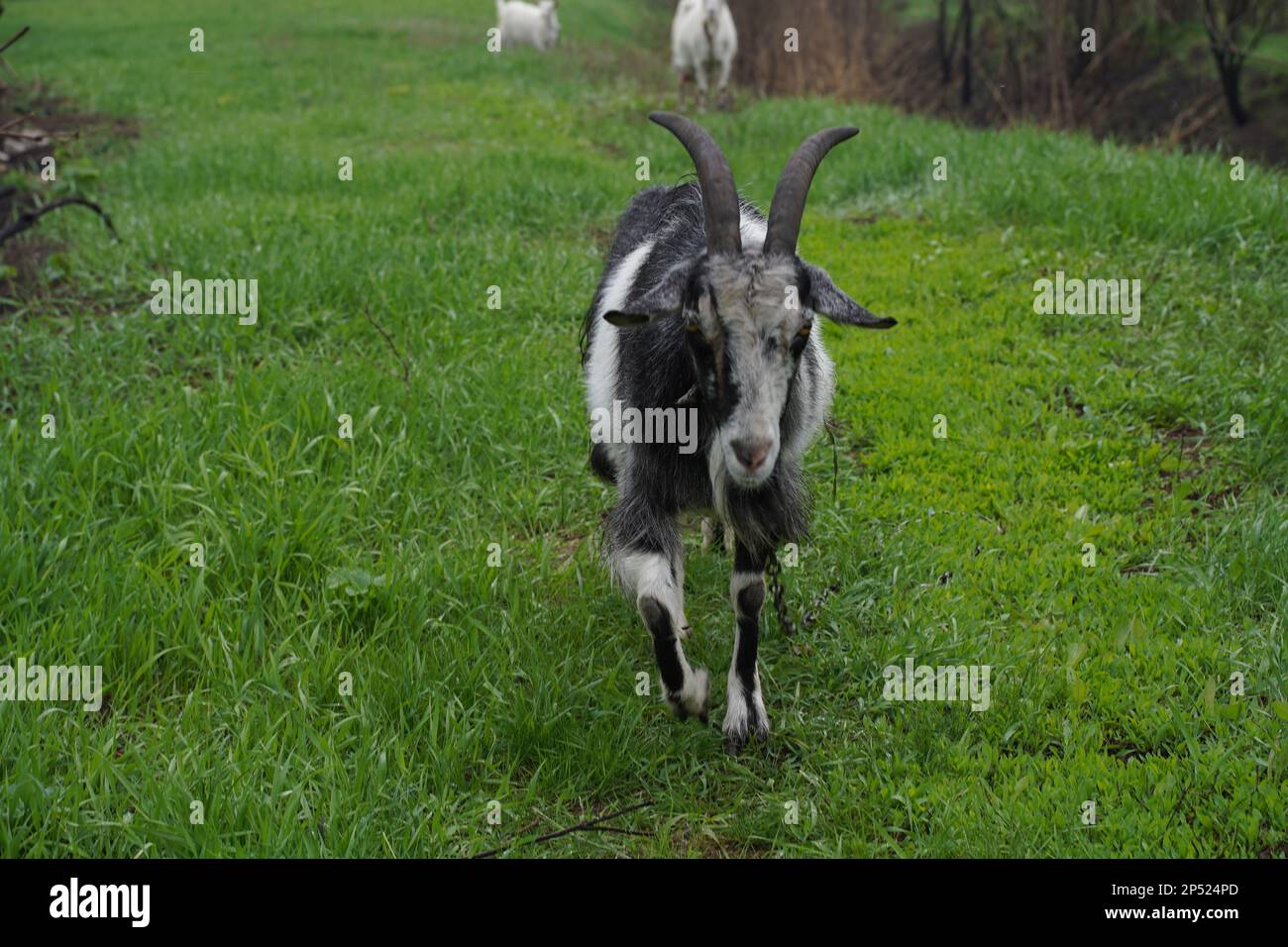 Goat. Portrait of a goat on a farm in the village. Beautiful goat ...