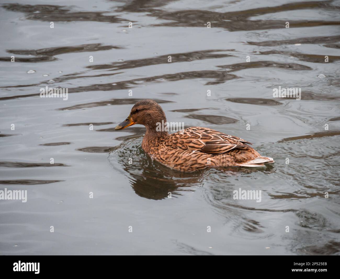 Ducks float on the water of the river Stock Photo - Alamy