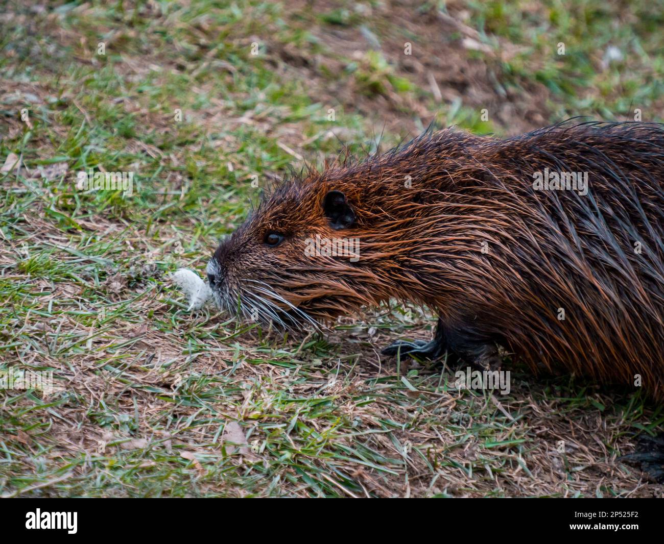 A river nutria is marching on the river bank Stock Photo - Alamy