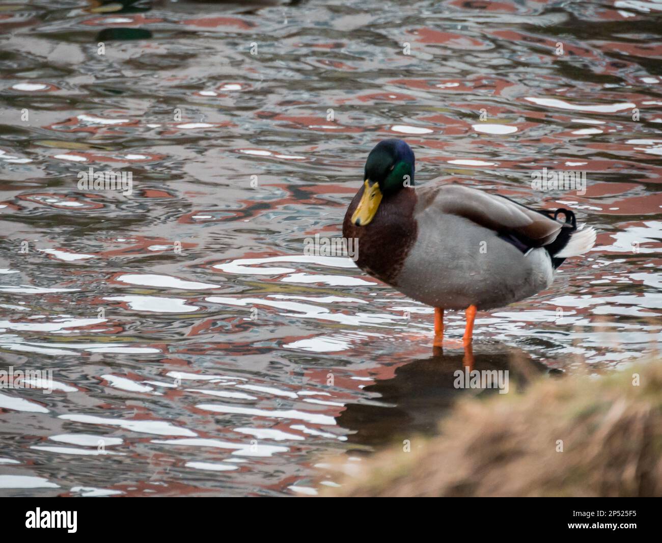 A duck stands on the bank by the water by the river Stock Photo - Alamy