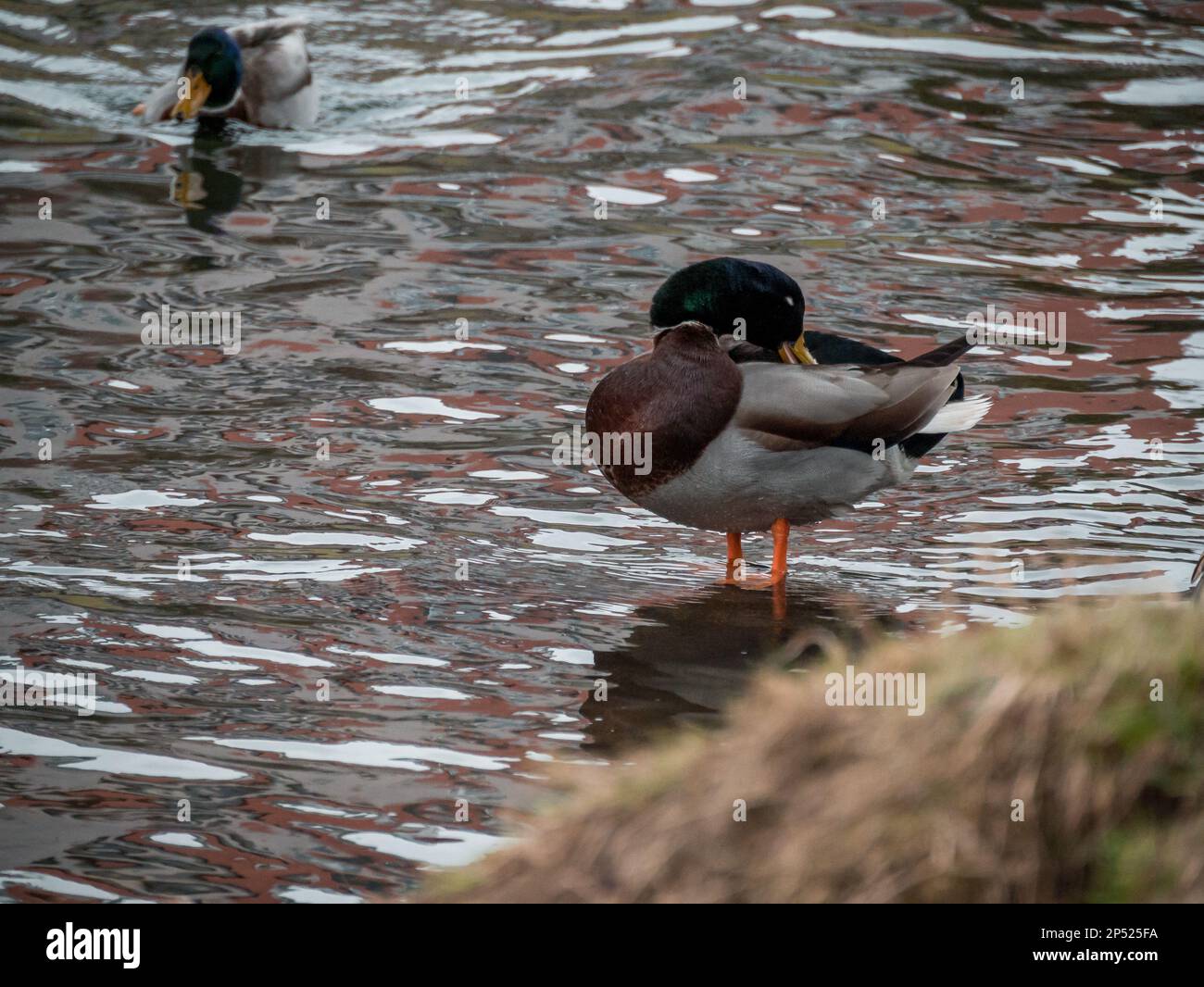 A duck stands on the bank by the water by the river Stock Photo - Alamy