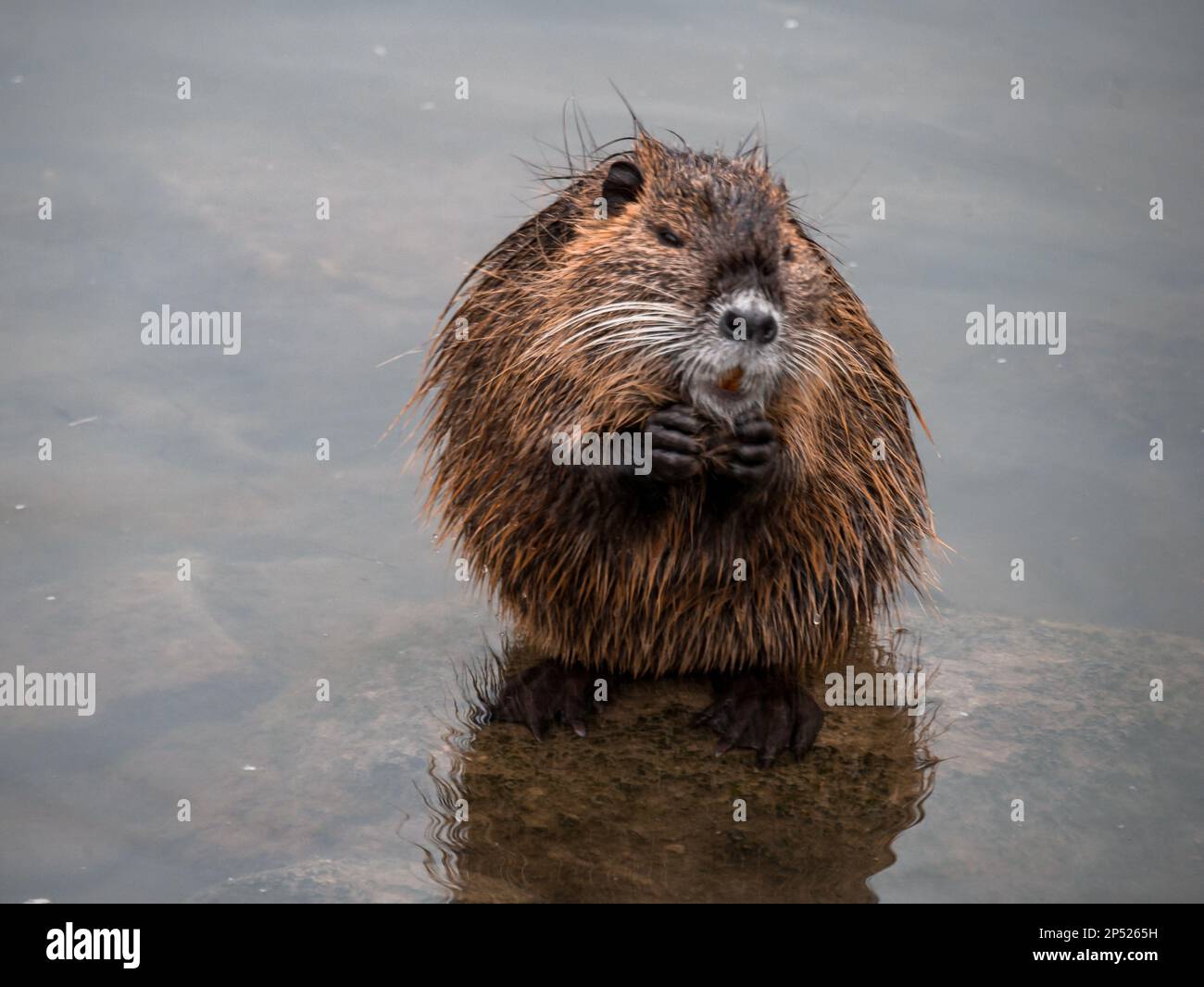A river nutria cleans itself at the river bank Stock Photo - Alamy
