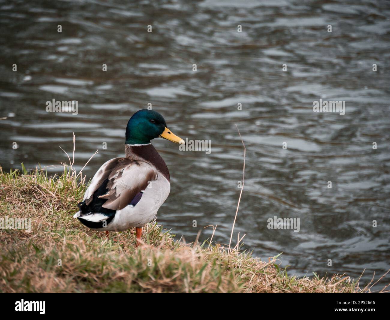A duck stands on the bank by the water by the river Stock Photo - Alamy