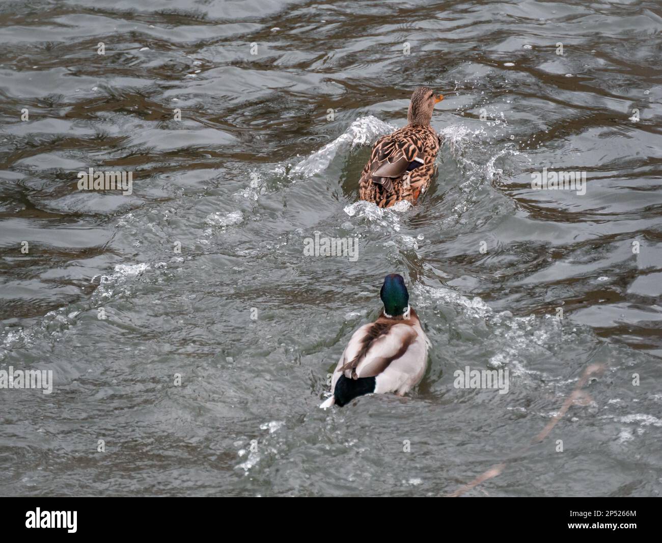 Ducks float on the water of the river Stock Photo - Alamy