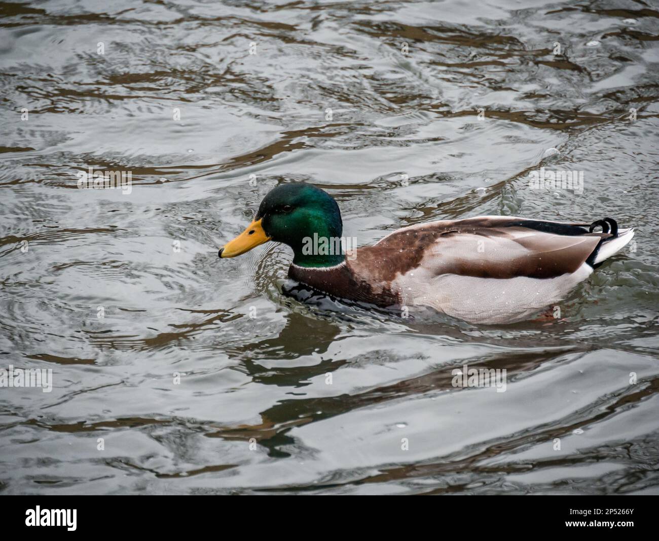 Ducks float on the water of the river Stock Photo - Alamy