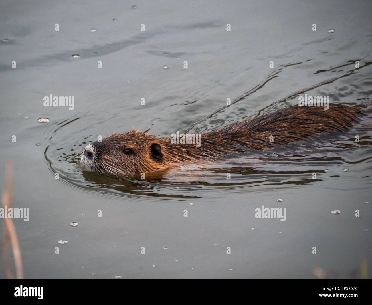 Nutria in water hi-res stock photography and images - Alamy