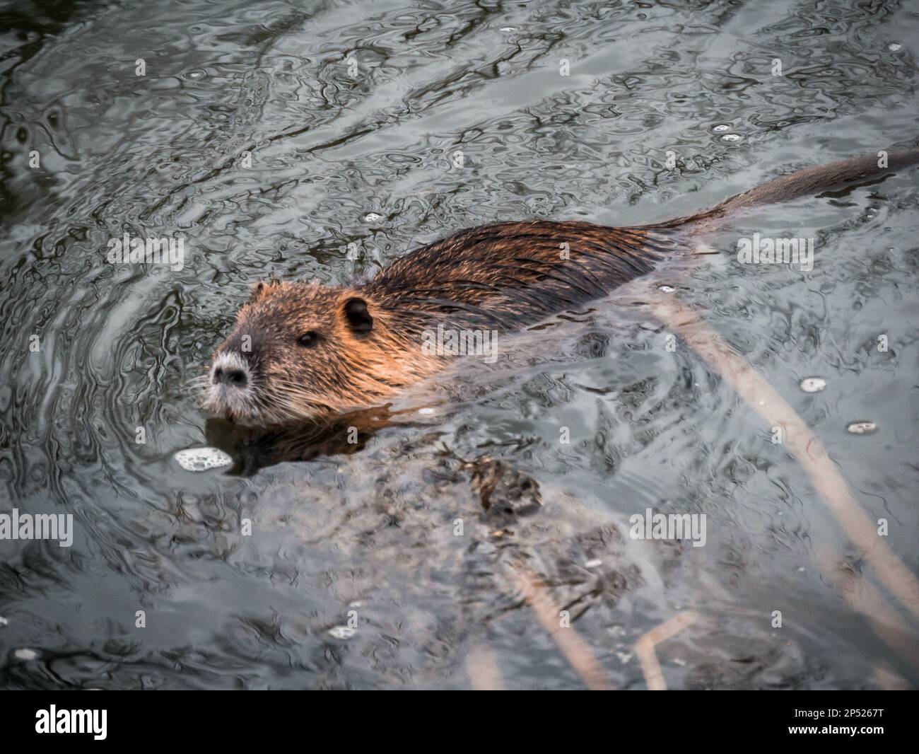 A river nutria swims in the water of the river Stock Photo - Alamy
