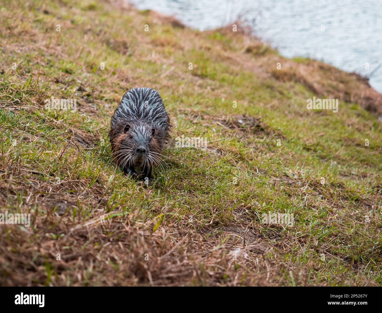 A river nutria is marching on the river bank Stock Photo - Alamy