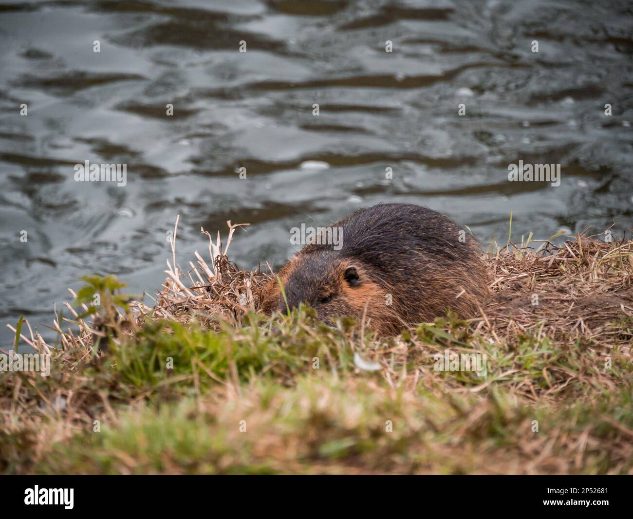 A river nutria is marching on the river bank Stock Photo - Alamy
