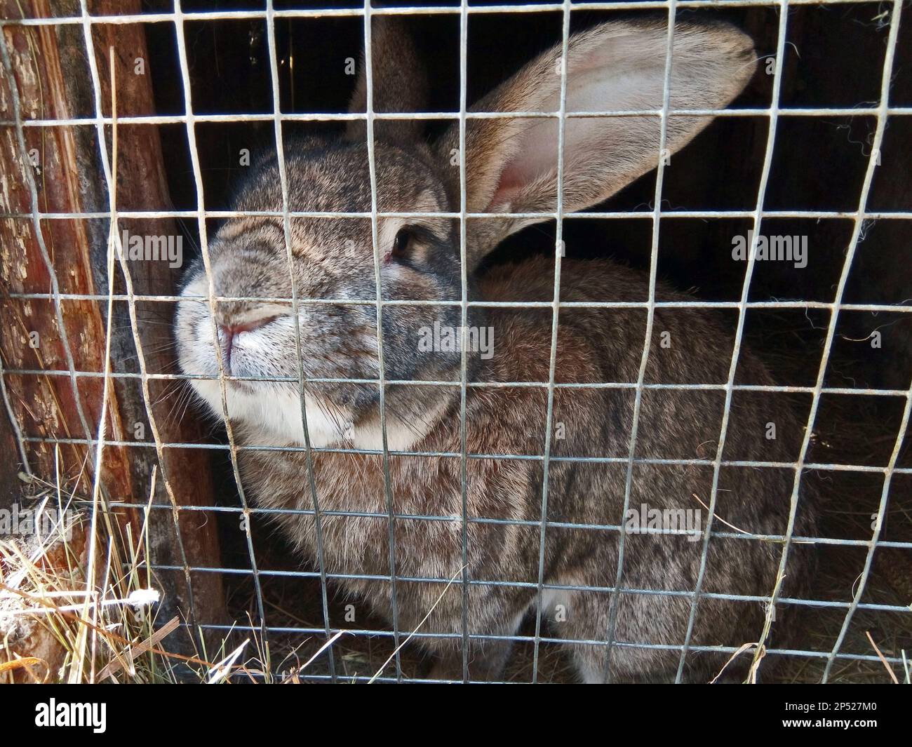 Rabbtis hi-res stock photography and images - Alamy