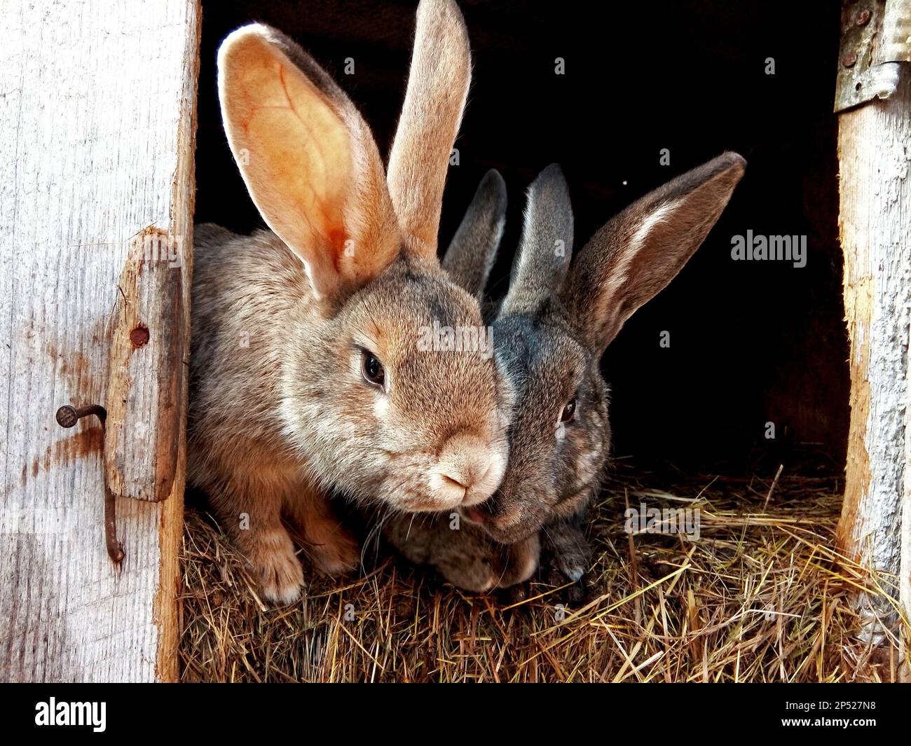 Rabbtis hi-res stock photography and images - Alamy