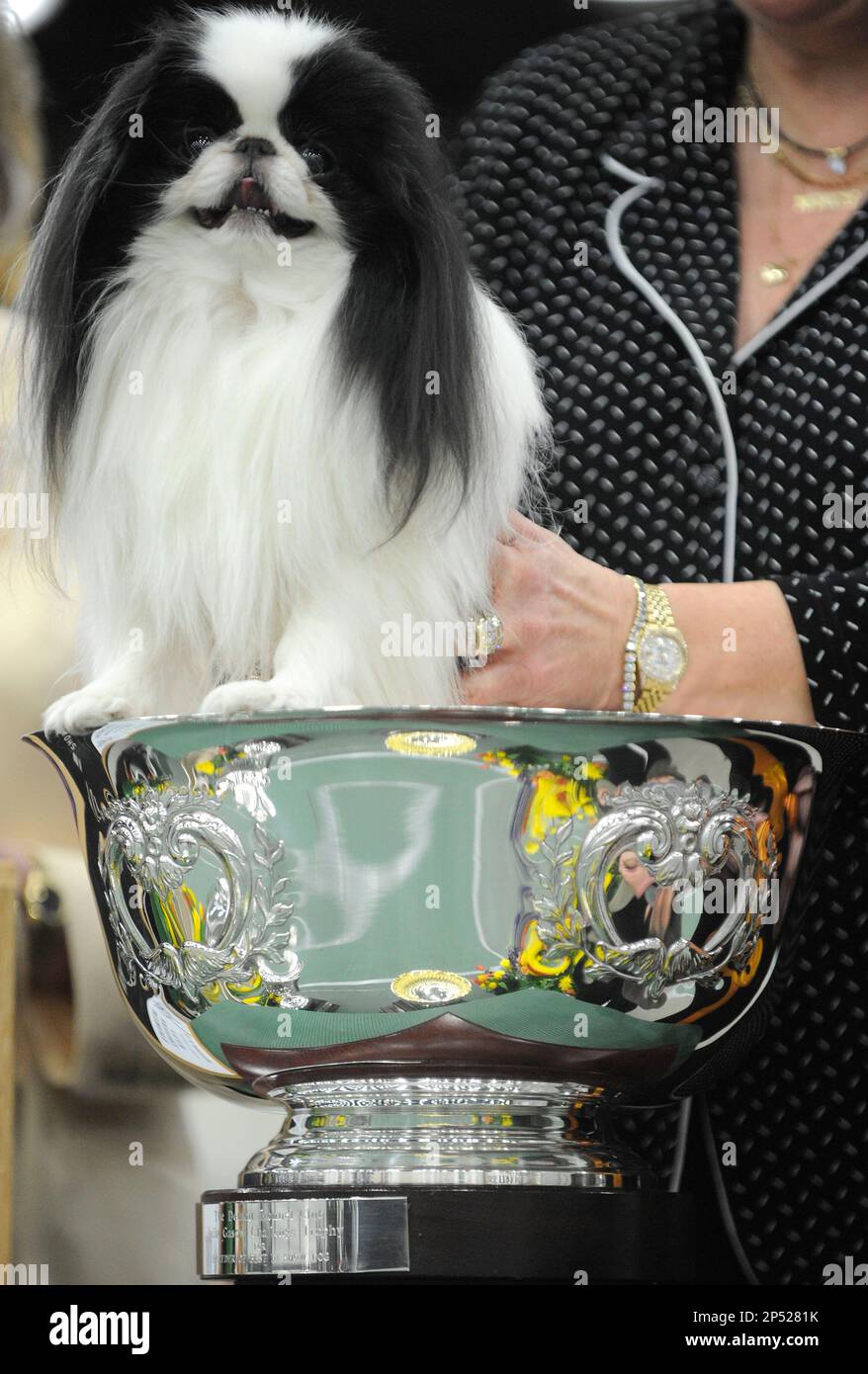 This March 3, 2013 photo shows Mimi, a Japanese Chin dog sits in the ...