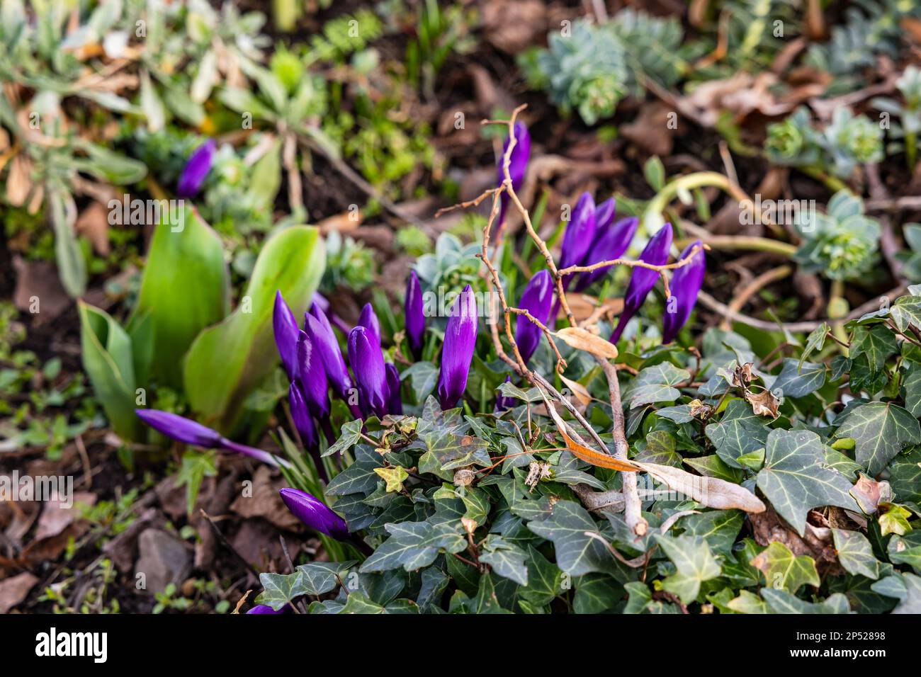 Flower bed with green plants and purple crocuses in spring from the ...
