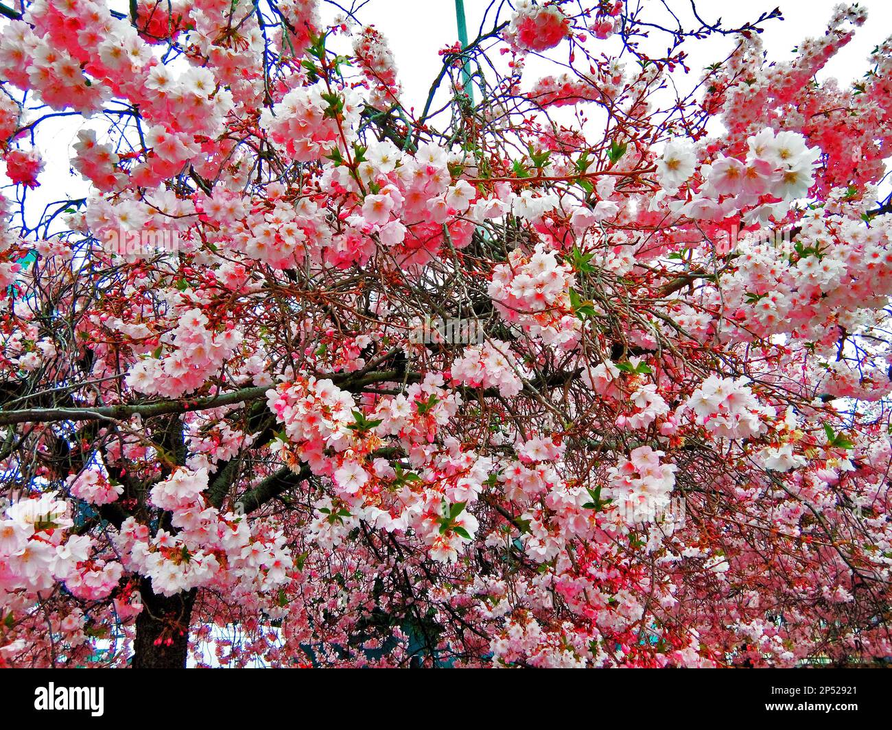 beautiful blossom tree in Baia Mare Stock Photo - Alamy