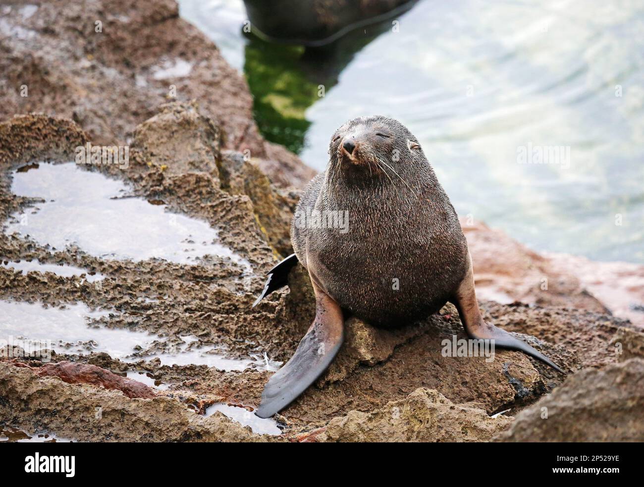 Seal on grass new hi-res stock photography and images - Alamy