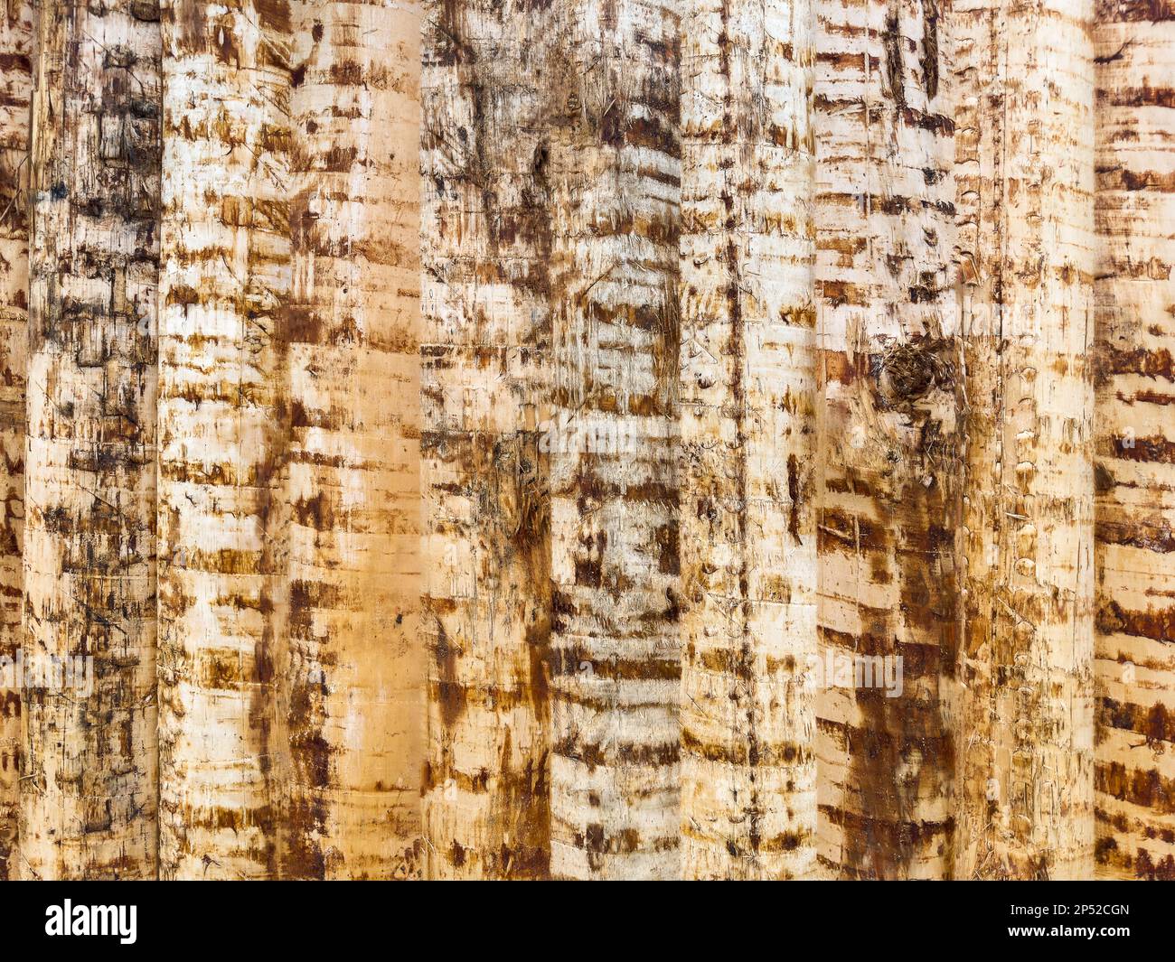 Log cabin or barn unpainted debarked wall textured background with copy ...