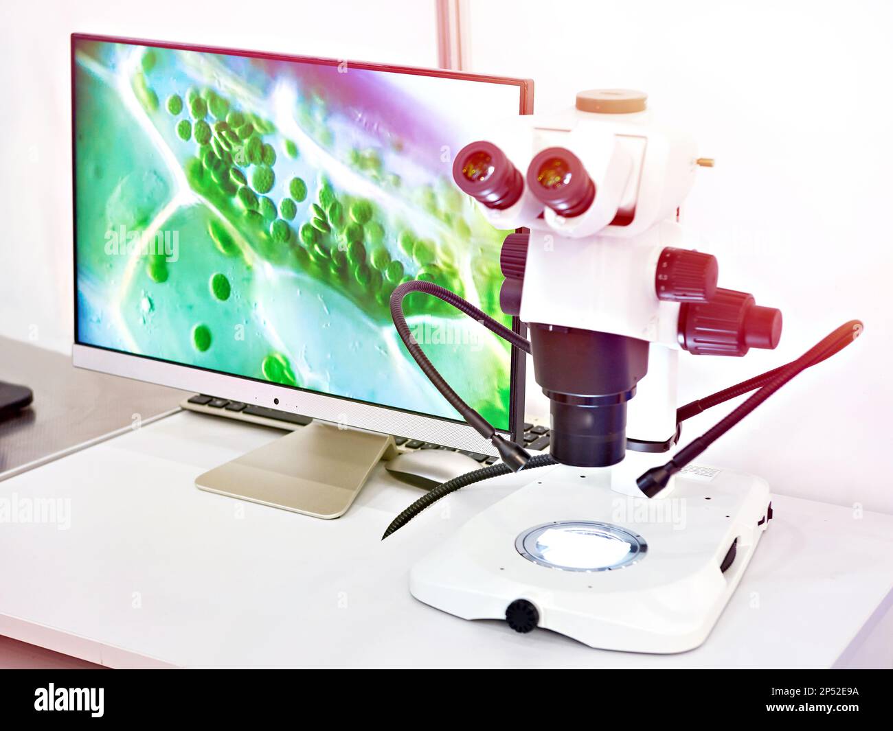 Plant cell microscope hi-res stock photography and images - Alamy