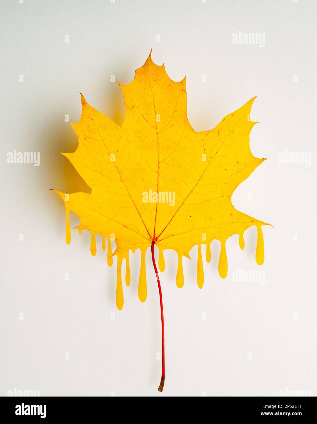 Yellow maple leaf with dripping paint effect on a light background ...