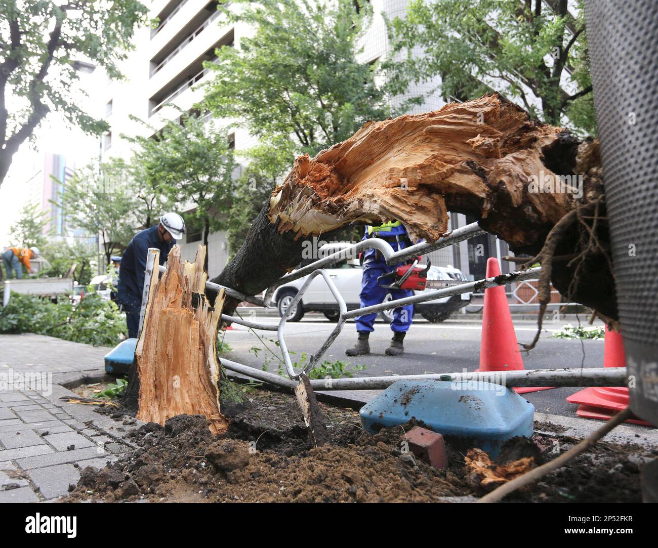 A picture shows a roadside tree toppled by a powerful Typhoon Wipha at ...