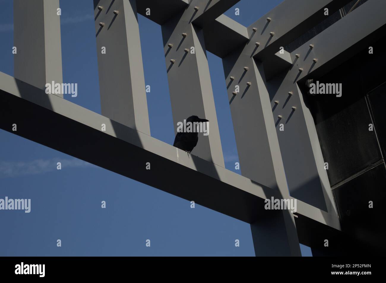Crow sitting atop metal beam Stock Photo - Alamy