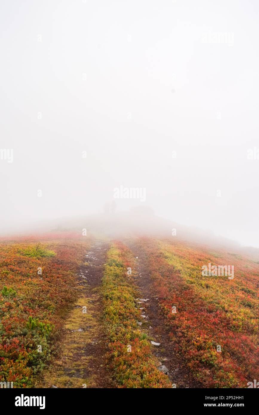 Road leading into the fog. Path leading to the clouds. Path and fog ...
