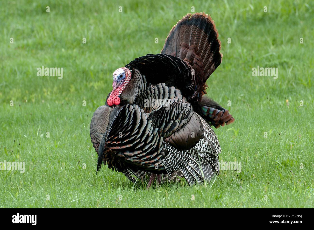 Eastern wild turkey gobbler displaying his feathers to attarct near-by ...