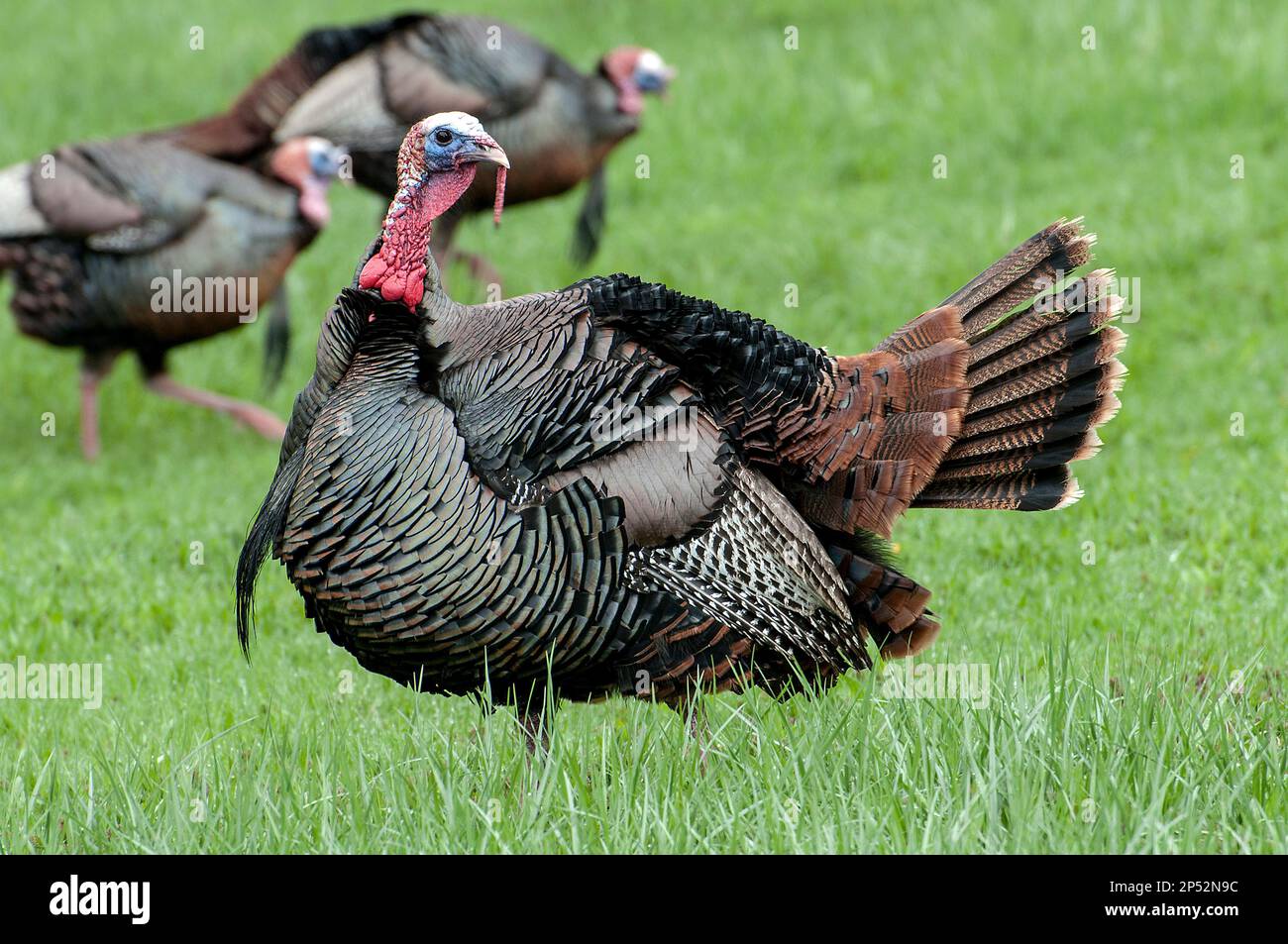 Eastern wild turkey gobbler displaying his feathers to attarct near-by ...