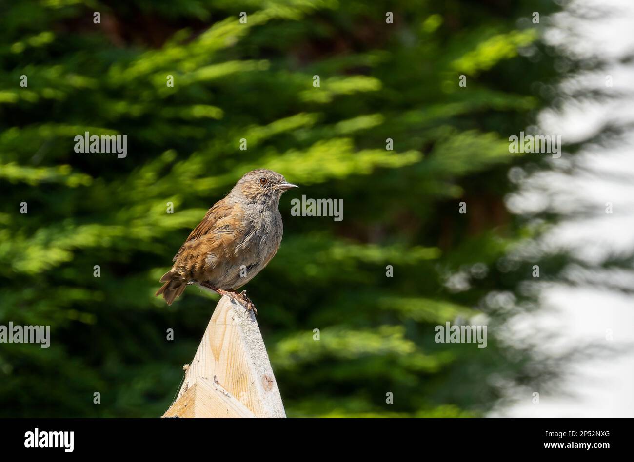 Dunnock bird "Prunella modularis" sitting on wood perch in garden ...
