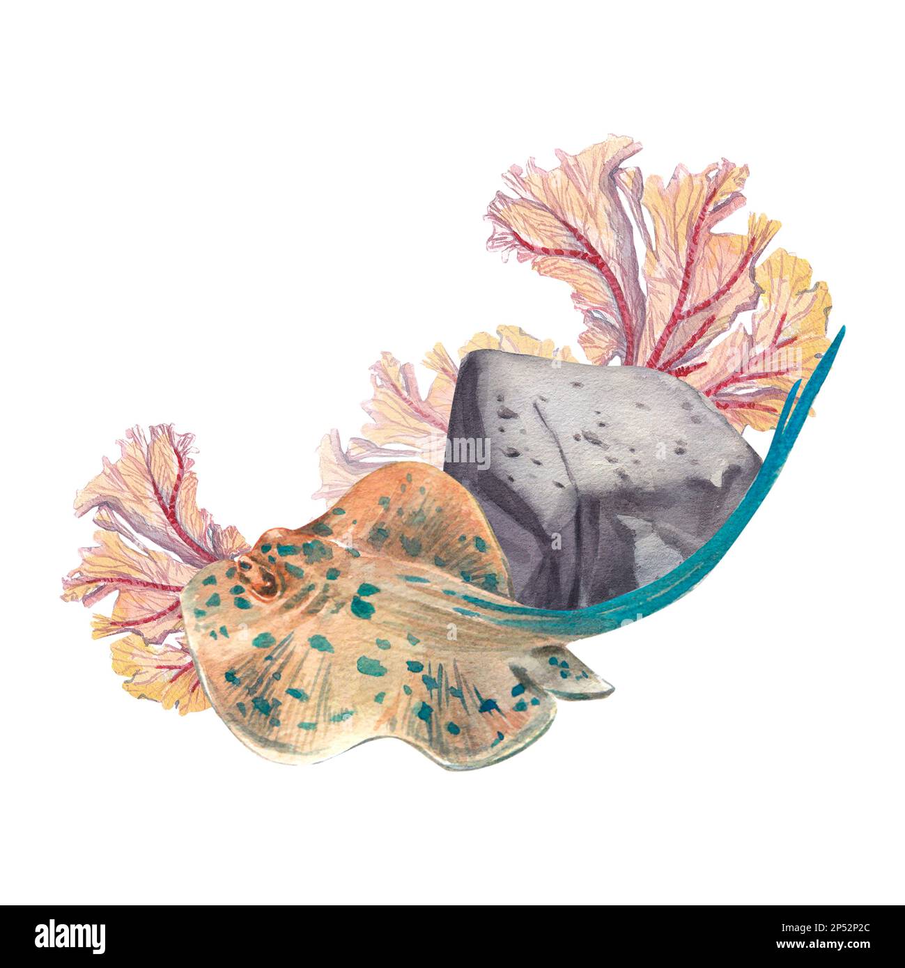 Spotted stingray on a rock background with red fire coral isolated on a ...