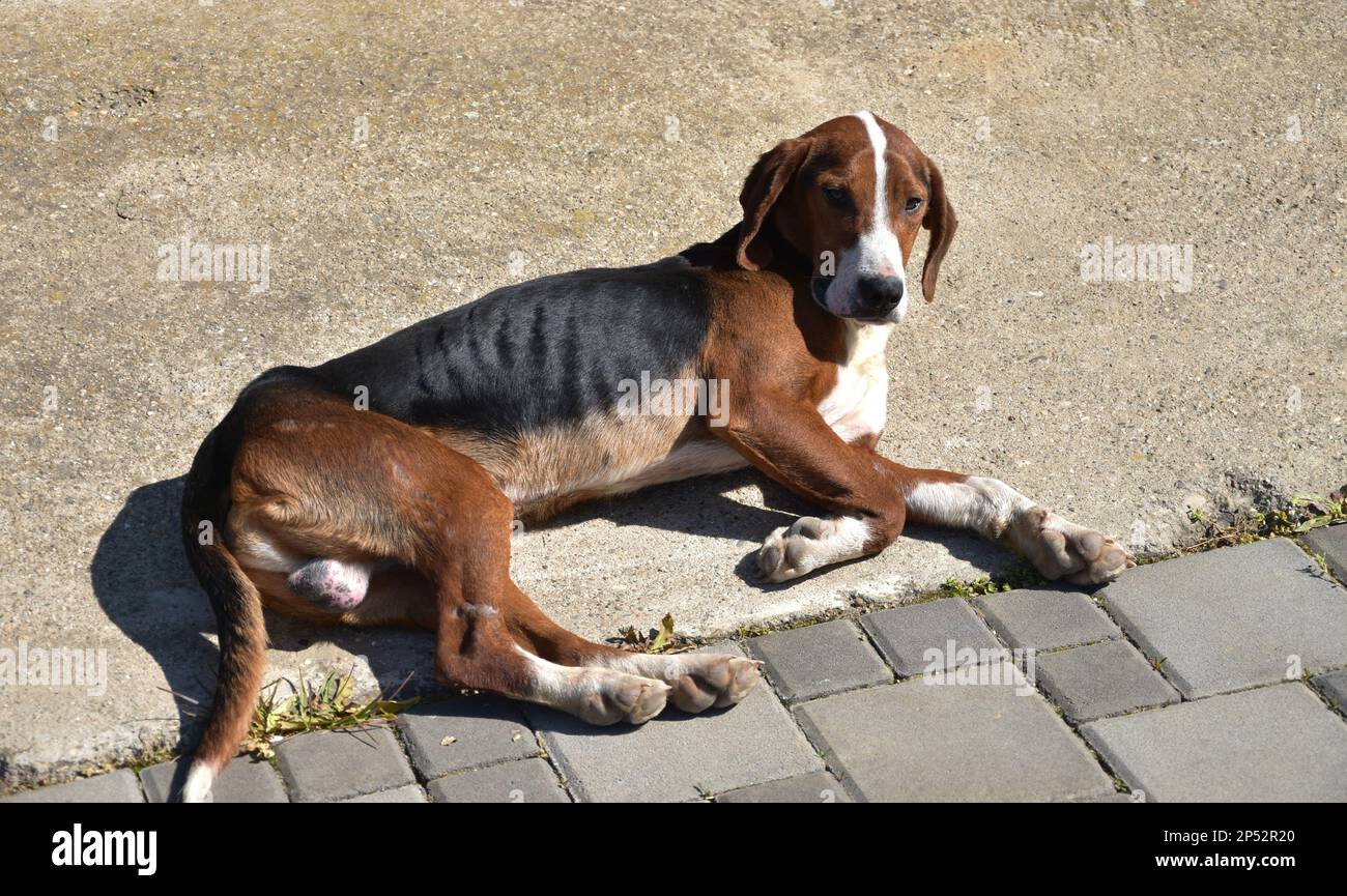Is A Serbian Tricolour Hound A Good Family Dog