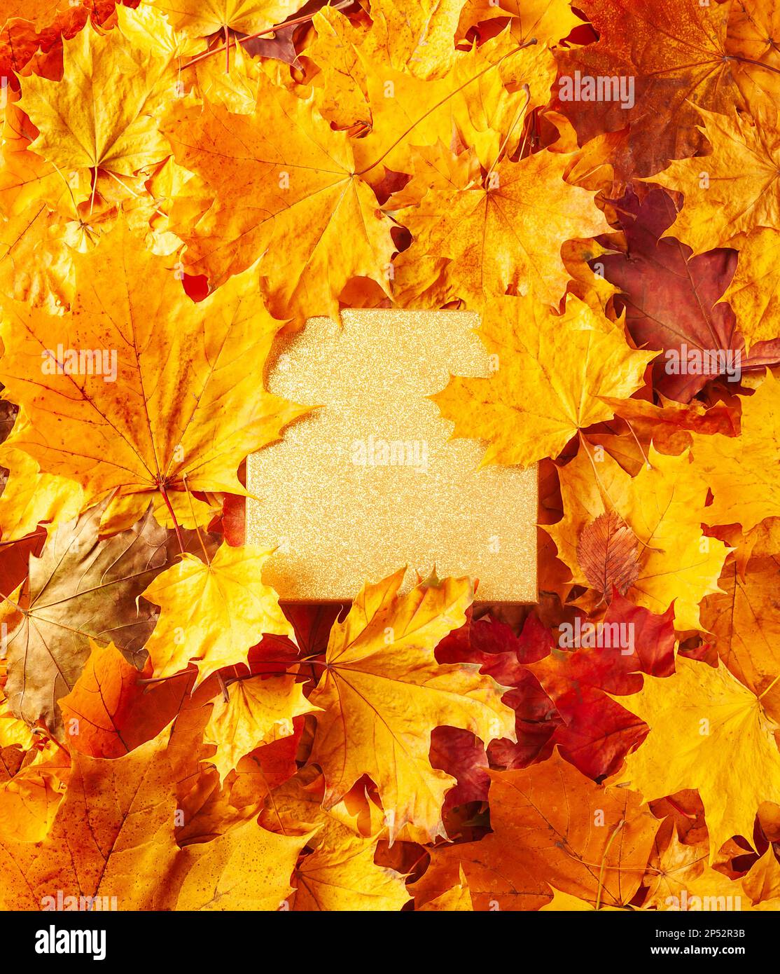 Autumn concept - background of dry fallen autumn maple leaves with ...