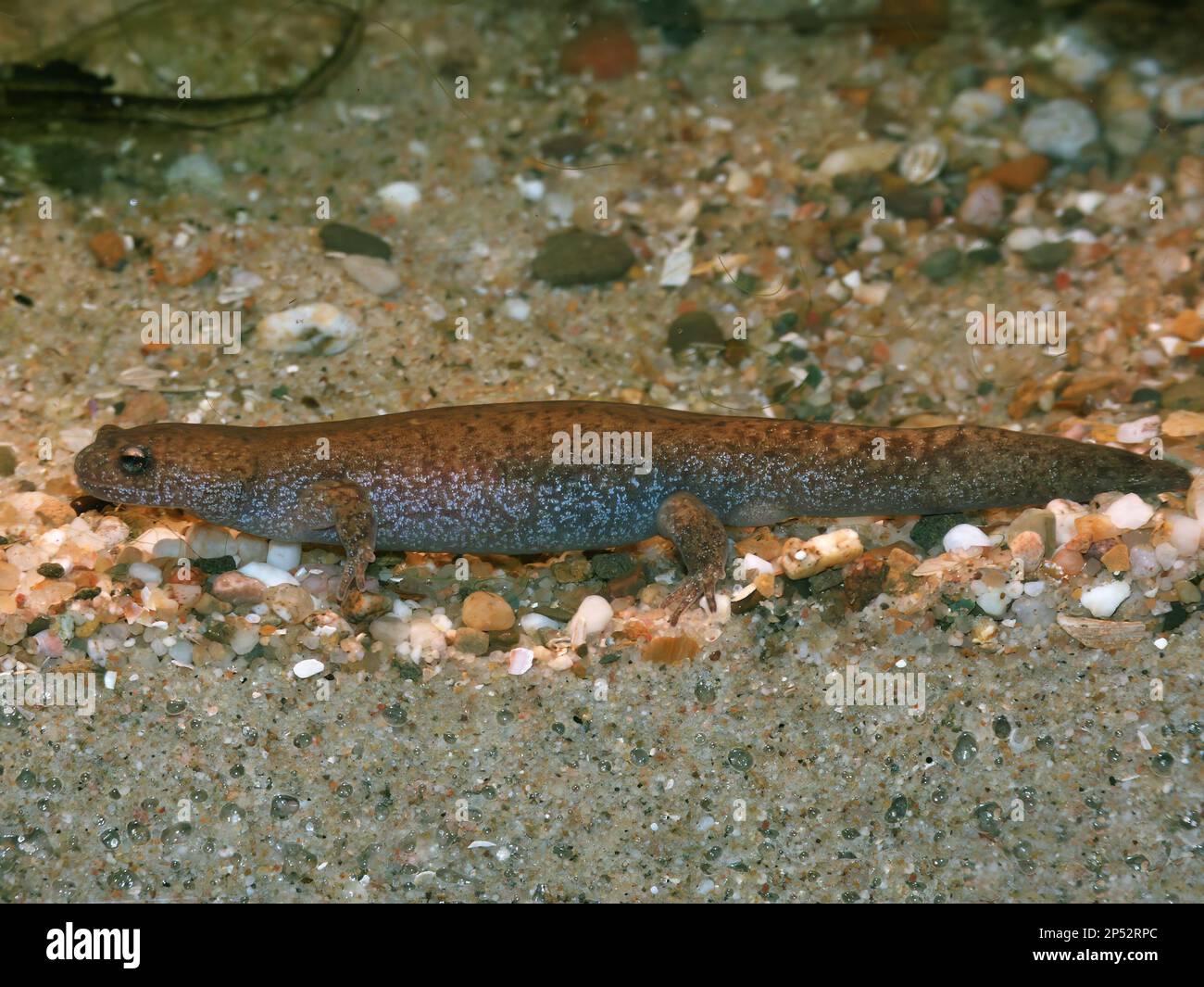 Aquatic closeup on an adult, endangered endemic Japanese Tokyo ...