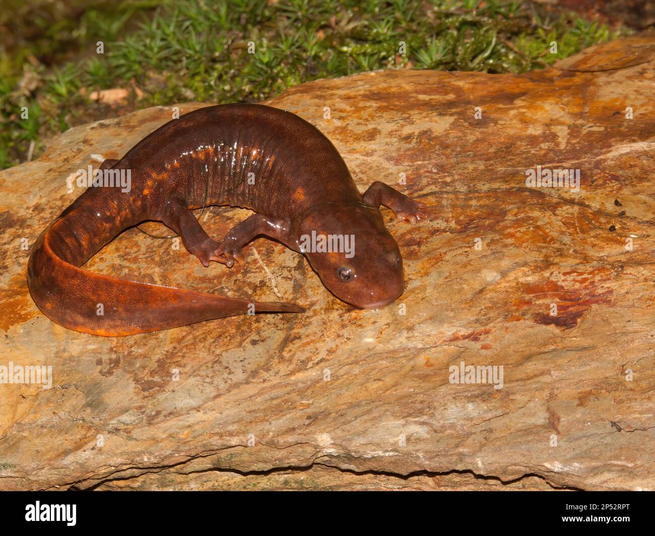 Detailed closeup on the huge Chinese paddletail newt, Pachytriton D ...