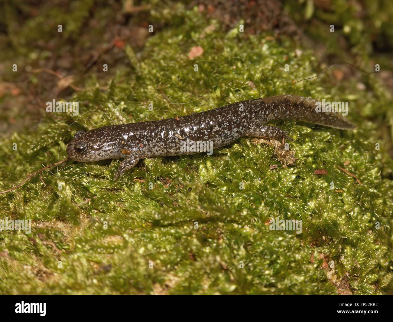 Detailed closeup on a juvenile Japanese endemic clouded salamander ...